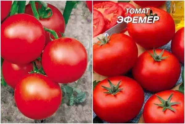 Tomate Effemer haziak