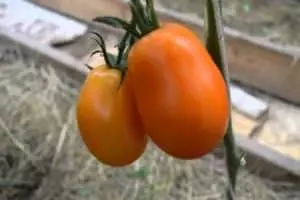 Variedade de tomate Descrición Olesya e as súas características