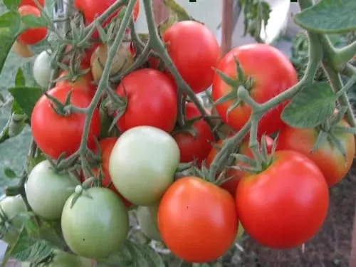 Bushes Tomate Efemer