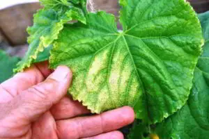 Waarom zaailingen van komkommers gele bladeren en wat te doen