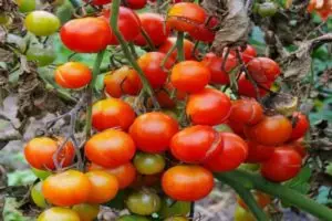 A descrición da variedade de tomate é a miña alegría, peculiaridades de cultivo e coidado