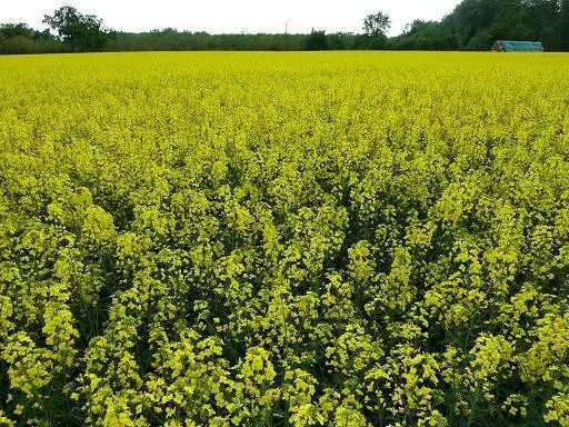 ബലാത്സംഗം. പുല്ല്