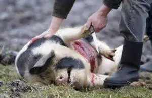 Làm thế nào để làm mát lợn ở nhà, quá trình giết mổ và những lời khuyên hữu ích