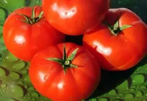 Paglaraw sa Tomato Townsville, nagtubo ug mga bahin sa pag-atiman