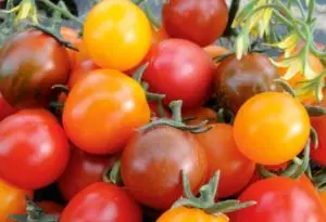 Nkọwa na njirimara nke ọtụtụ tomato Kish Misha