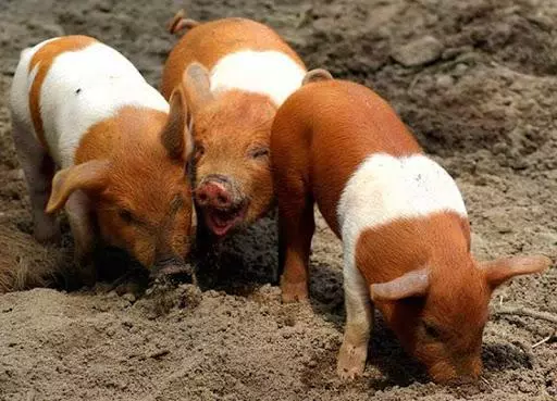 丹麥抗議豬