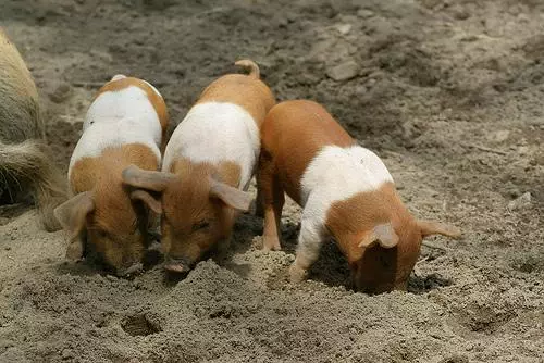 Dänesch Protest Pig