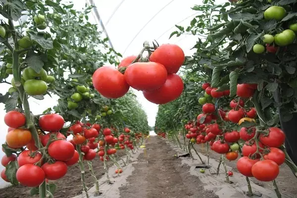 Tomates semi-technicenumant