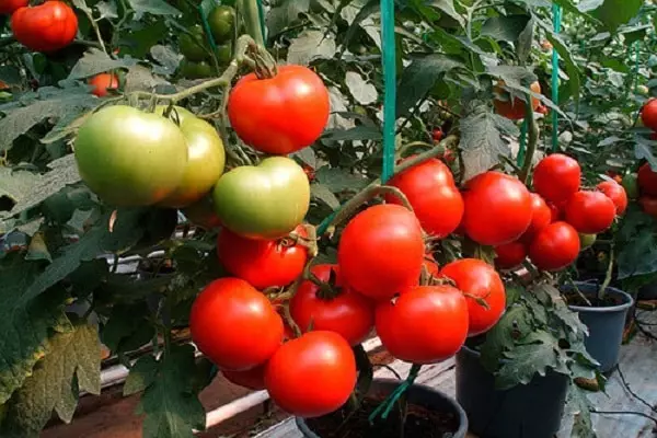 Pomidorai ir sultys