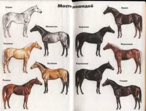 Naon warna anu disebut ukuran kuda, sajarah asalna sareng genetik