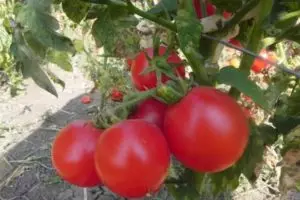 Beskrivelse af sorten af ​​zinul tomat og dets egenskaber