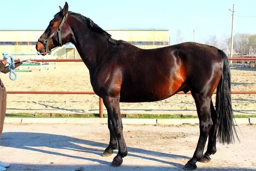 Russian horse breed