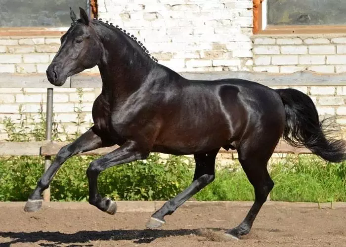 Ρωσική φυλή άλογο