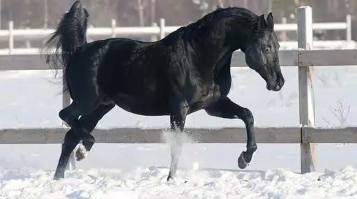 Russian horse breed