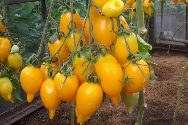 Pomidorų Golden Canary: veislių charakteristikos ir aprašymai su nuotraukomis