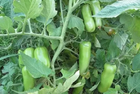 Tomaatti kasvispuutarhassa