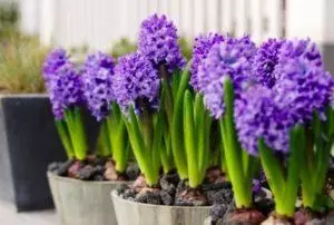 Incazelo nezimpawu zezinhlobonhlobo nezinhlobo zama-hyacinths, imithetho ekhulayo