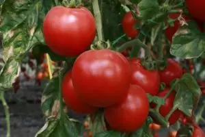 Descrición do grao de tomate de tomate F1, a súa característica e rendemento