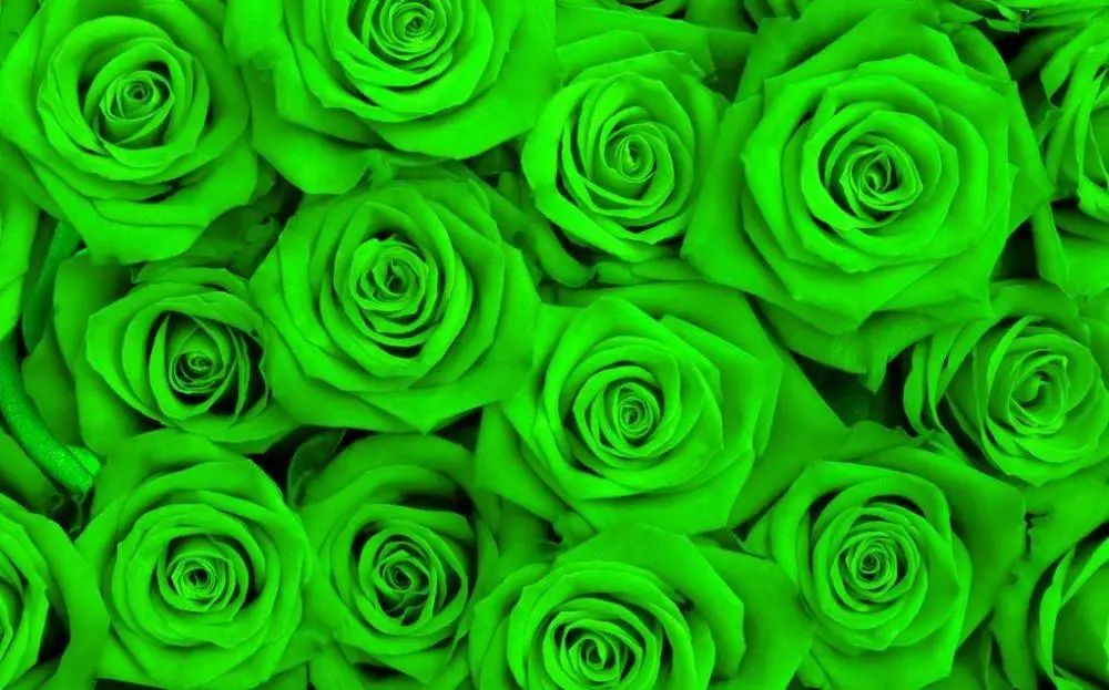 Trandafiri verzi