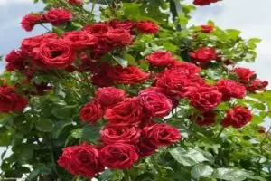 A rengeteg rózsafajta szimpátia, leszállás és gondozás jellemzői