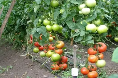 Priskribo kaj karakterizaĵoj de tomata rozkolora sinjorino