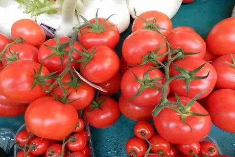 Tomatov veislė