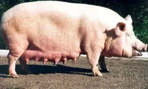 大白種豬，含量和育種的描述和特徵