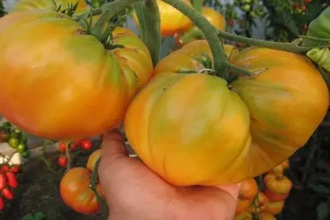 Tomaten aussehen