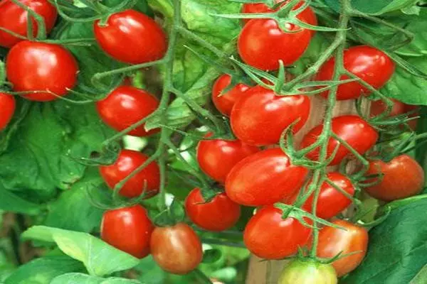 番茄生長和關心