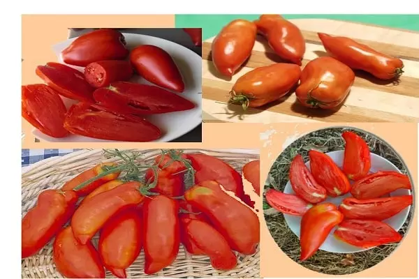 Kolo tomat