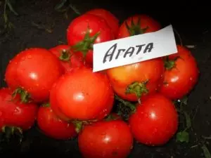 Đặc trưng và mô tả của giống cà chua Agate, năng suất của nó