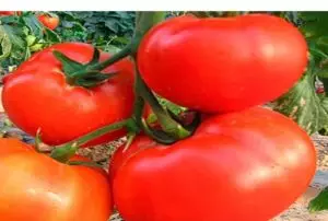 Tomato Variety Beskrywing en Kenmerke Sewe veertig