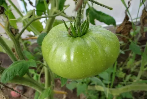 зелен плод