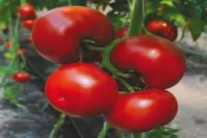 Карактеристичен и опис на разновидноста на домати Мариса