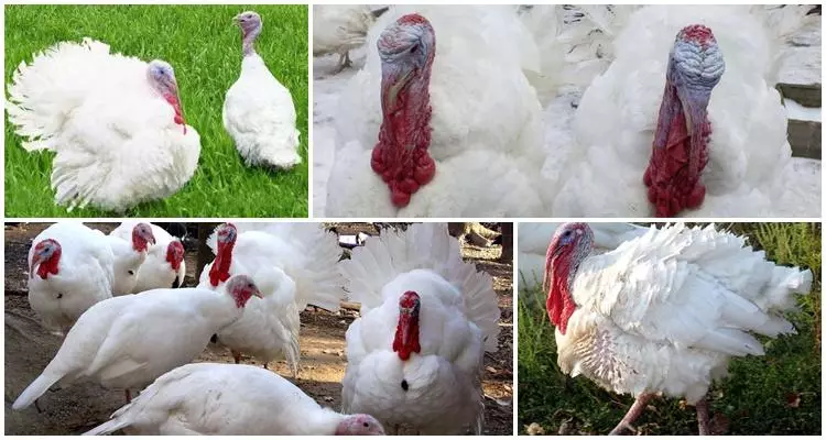 Turkeys White Swirromudi