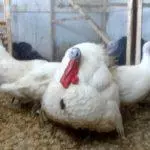 Turkeys Սպիտակ հարսանիք. Bre եղատեսակի նկարագրությունը եւ բնութագրերը, քաշի աղյուսակը 1037_2