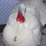Turkeys White muchato: kubereka tsananguro uye hunhu, tafura yehuremu 1037_3