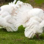 Turkeys White muchato: kubereka tsananguro uye hunhu, tafura yehuremu 1037_7