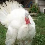 Turkeys White Wedding: Breed beskriuwing en skaaimerken, gewichtsafel 1037_8