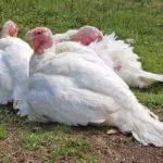 Turkeys সাদা বিবাহের: প্রজনন বিবরণ এবং বৈশিষ্ট্য, ওজন টেবিল 1037_9
