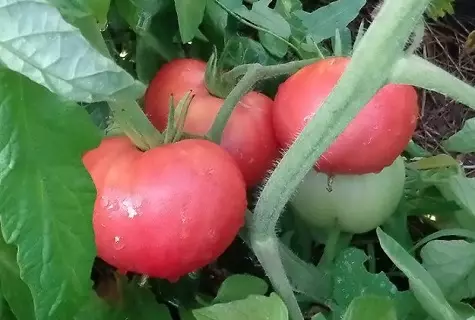 الطماطم في روسيا