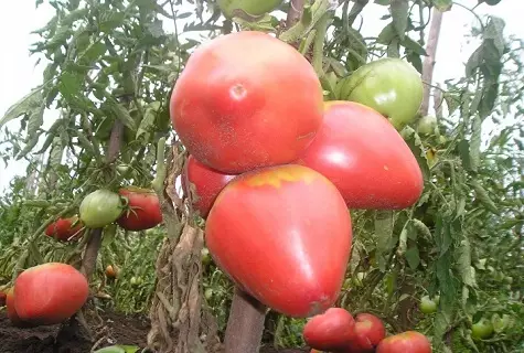 مستمر الطماطم