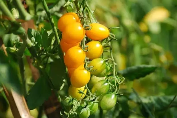 Mathau tomato