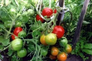 Caracteristică și descrierea tomatei Moskovsky Vizazor, randamentul său