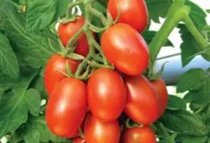 Beschreibung und Merkmale von Tomaten Katenka F1