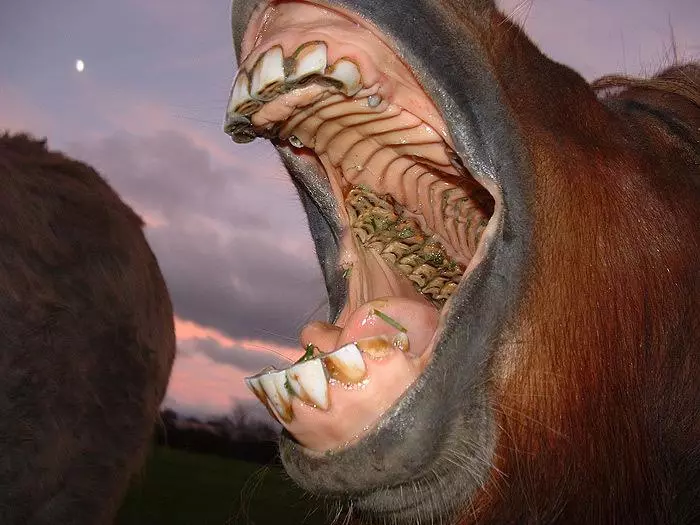 Ձիու ատամներ