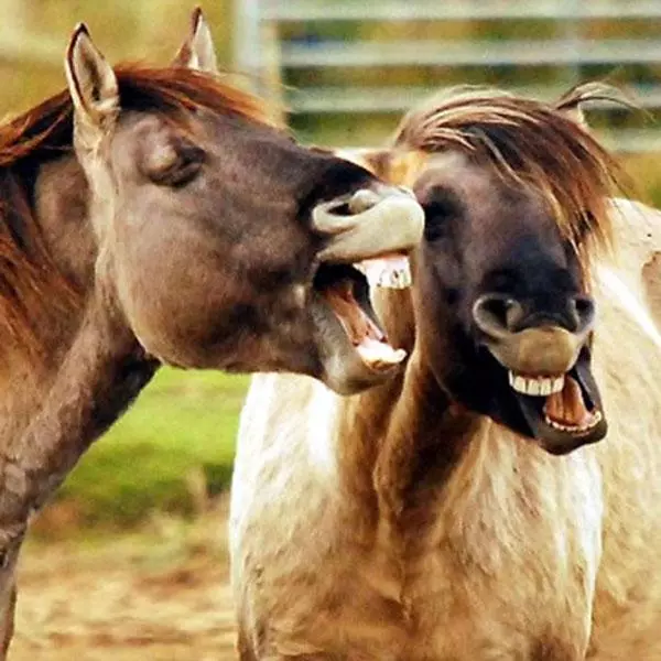 Zęby koni