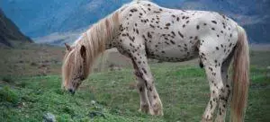 Opis i rasa koni Chubra doasta, historia wyglądu i odcieni koloru