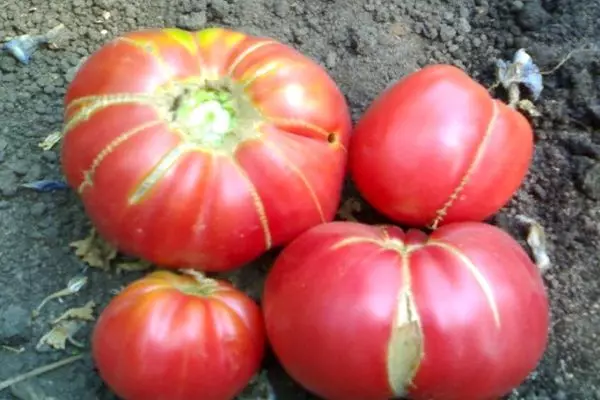 Mae tomatos yn gofalu amdano