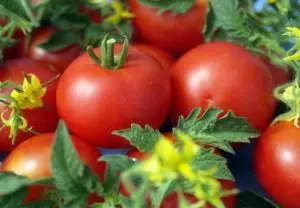 Charakteristiken an d'Beschreiwung vun Tomate Jane
